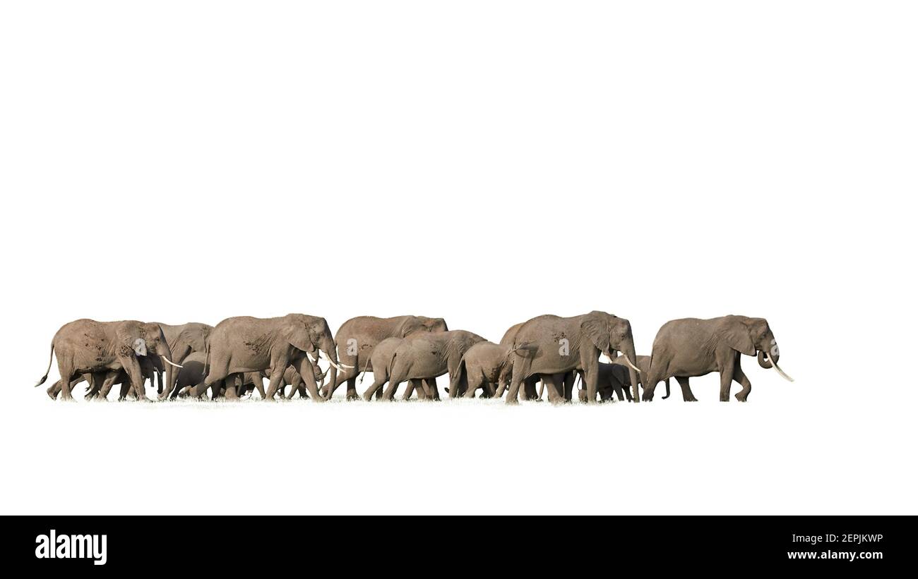 Wild elephants in african savanna Cut Out Stock Images & Pictures - Alamy