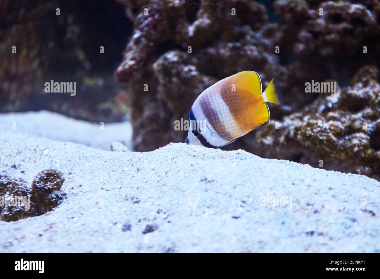 Butterfly fish hi-res stock photography and images - Alamy