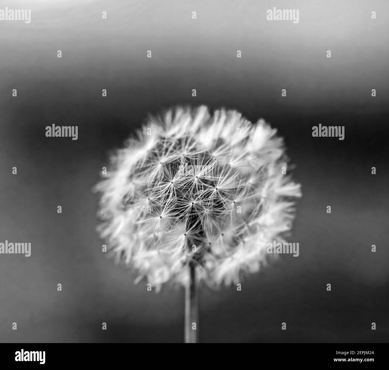 Heaven is for real Black and White Stock Photos & Images - Alamy