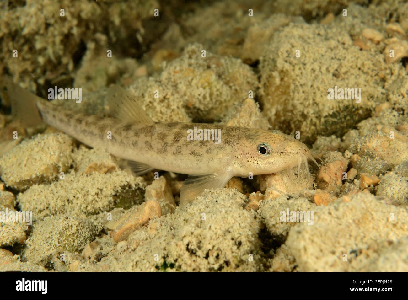 Loach fish hi-res stock photography and images - Alamy
