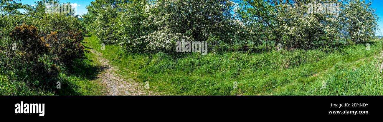 The Loaning path from Denholm, Scottish Borders Stock Photo - Alamy