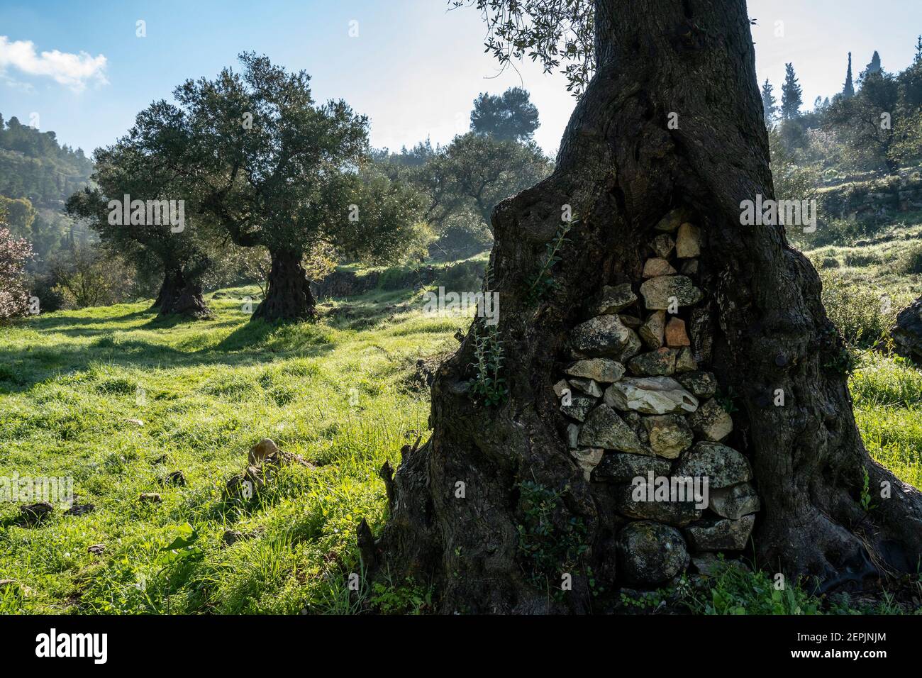 Tree of judea hi-res stock photography and images - Alamy