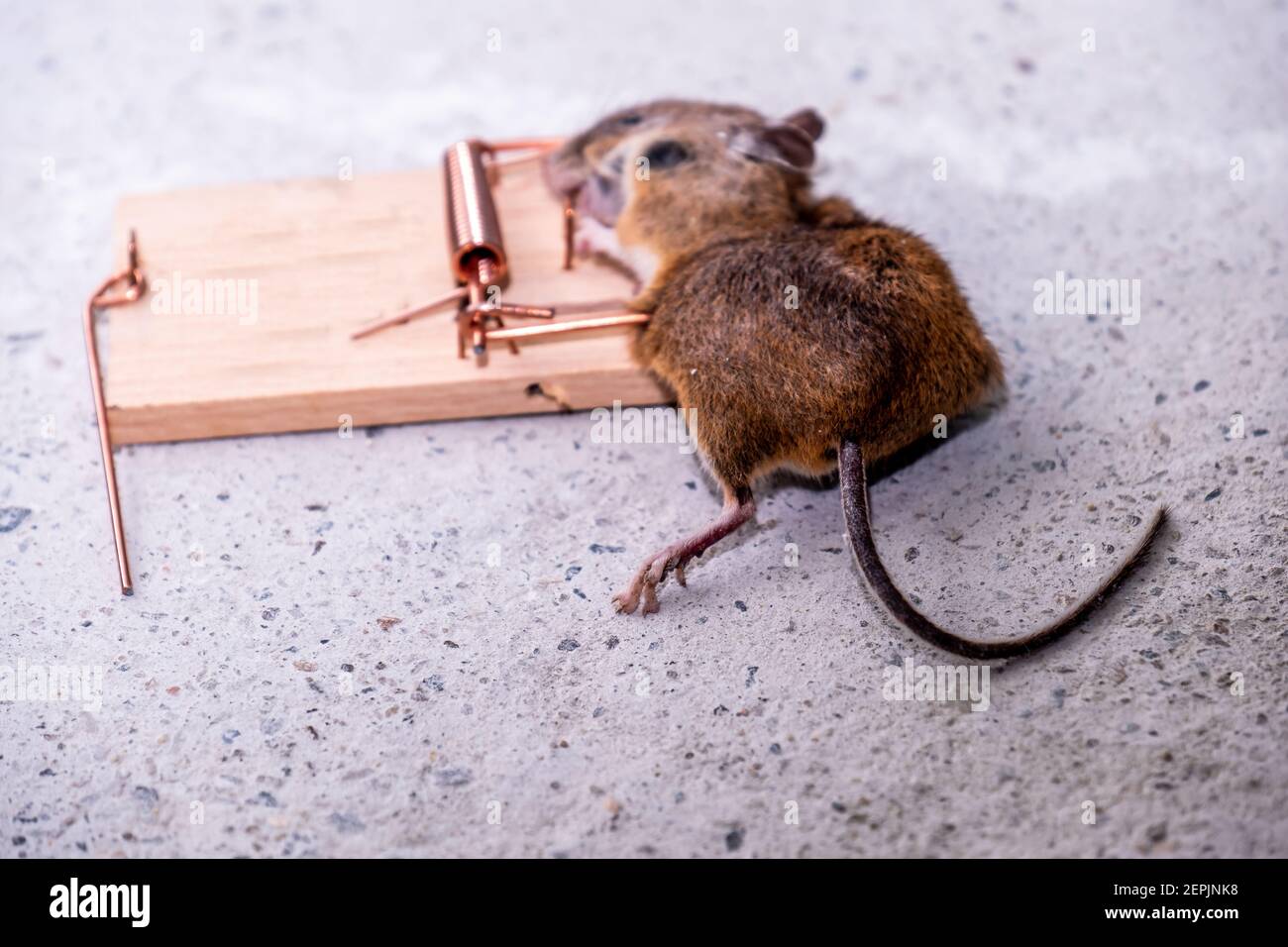 Mouse trapped in Mouse trap in the shed Stock Photo - Alamy