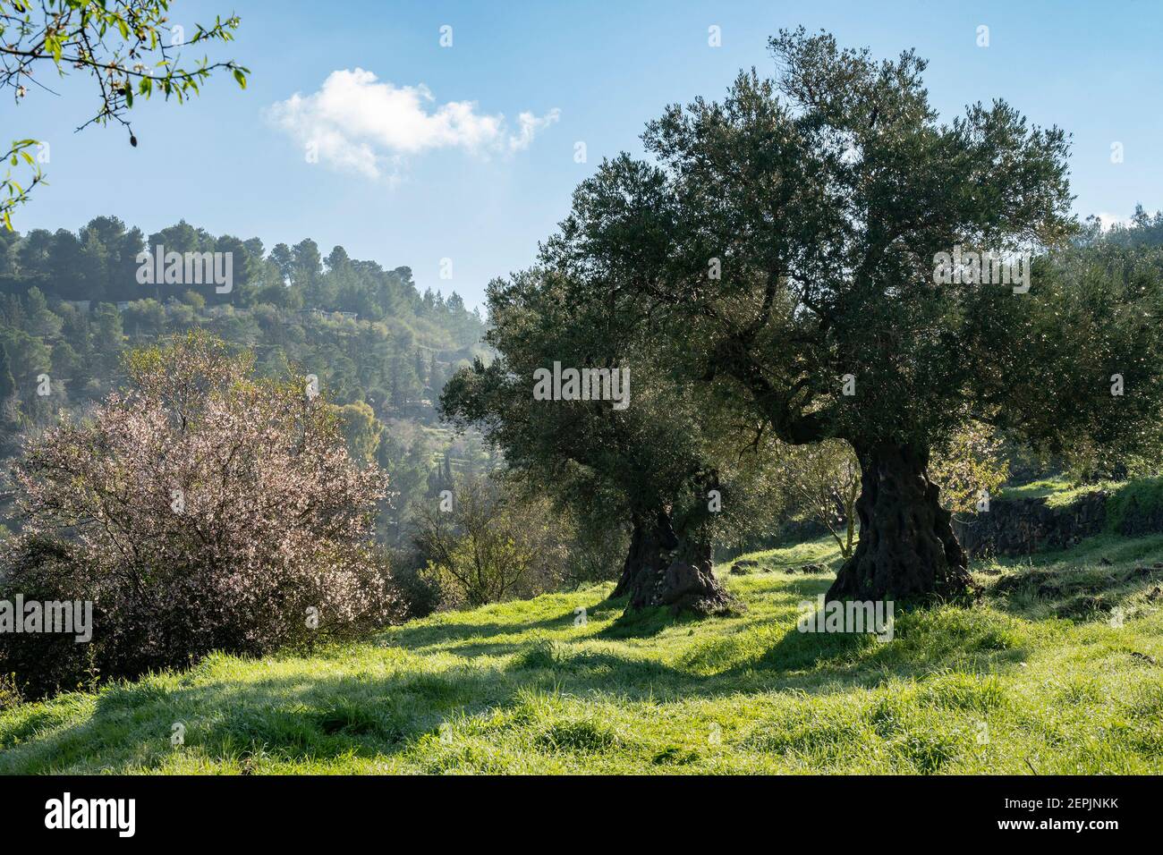 Old olive trees israel hi-res stock photography and images - Alamy