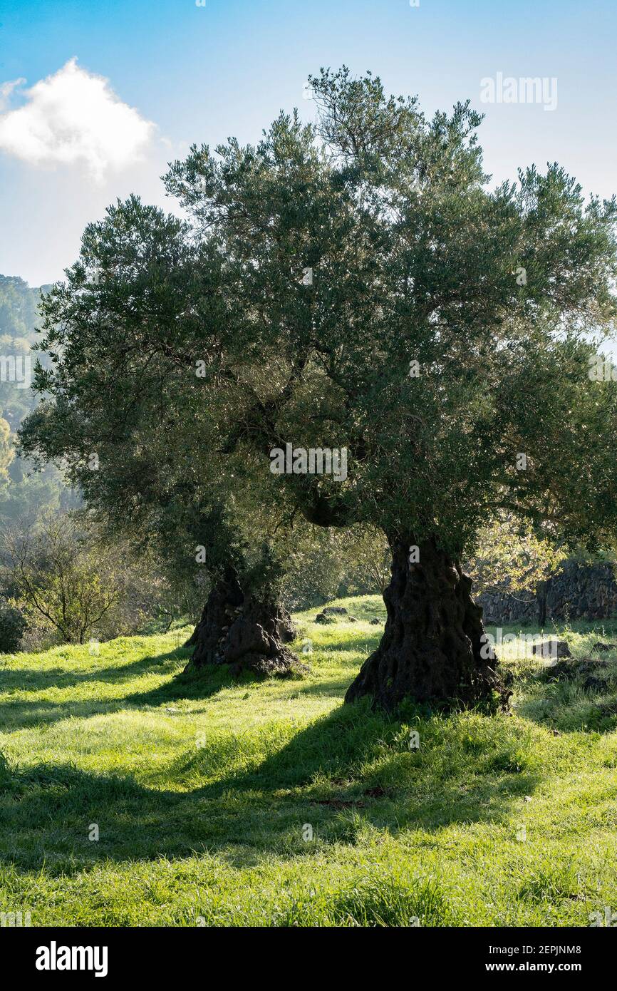 Old olive and almond trees in the Judea mountains, near Jerusalem ...