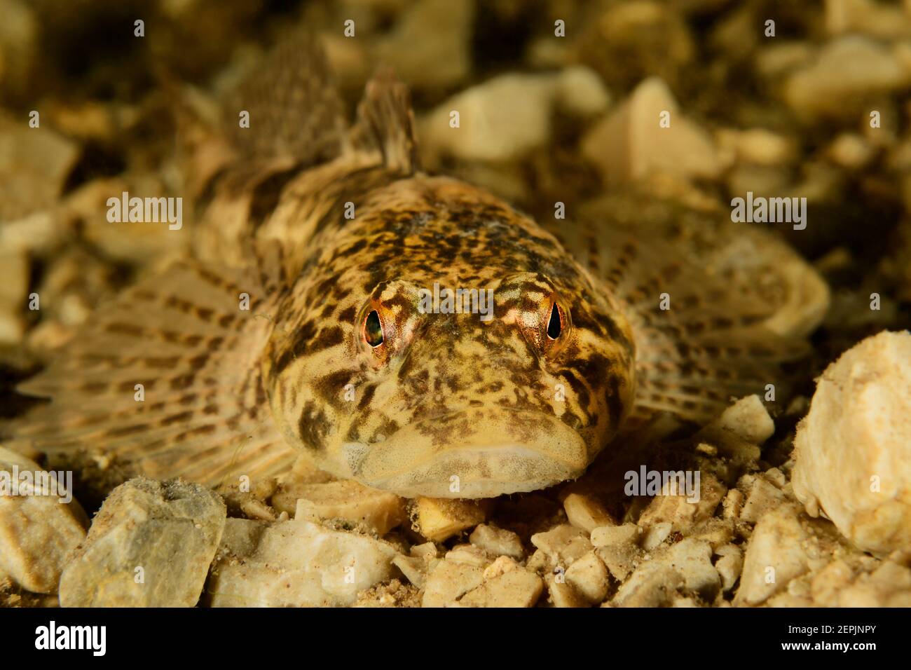Cottus gobio, European bullhead, Taugl, Kuchl, Austria Stock Photo - Alamy