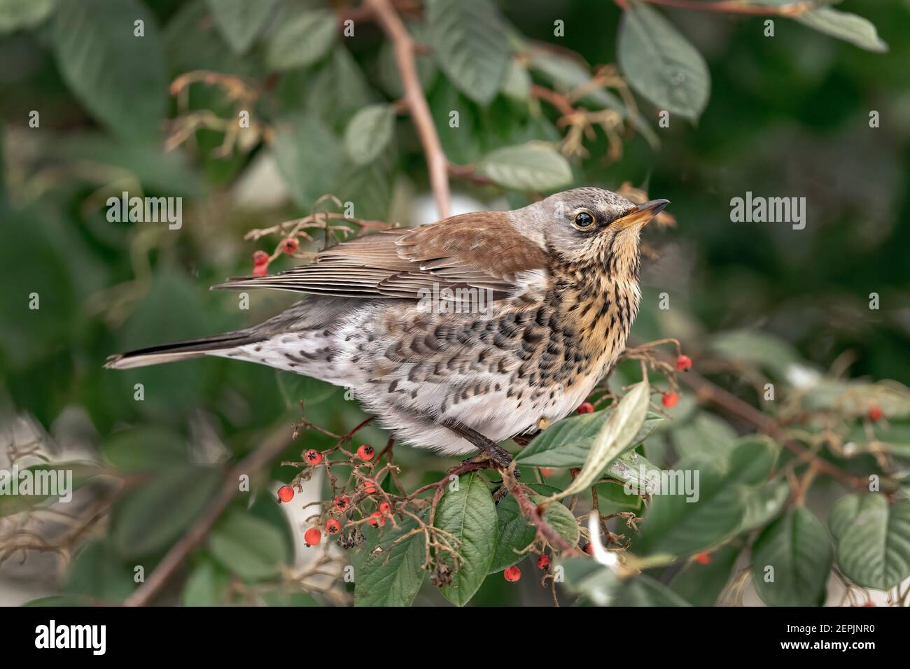 Bird eating berries hi-res stock photography and images - Alamy