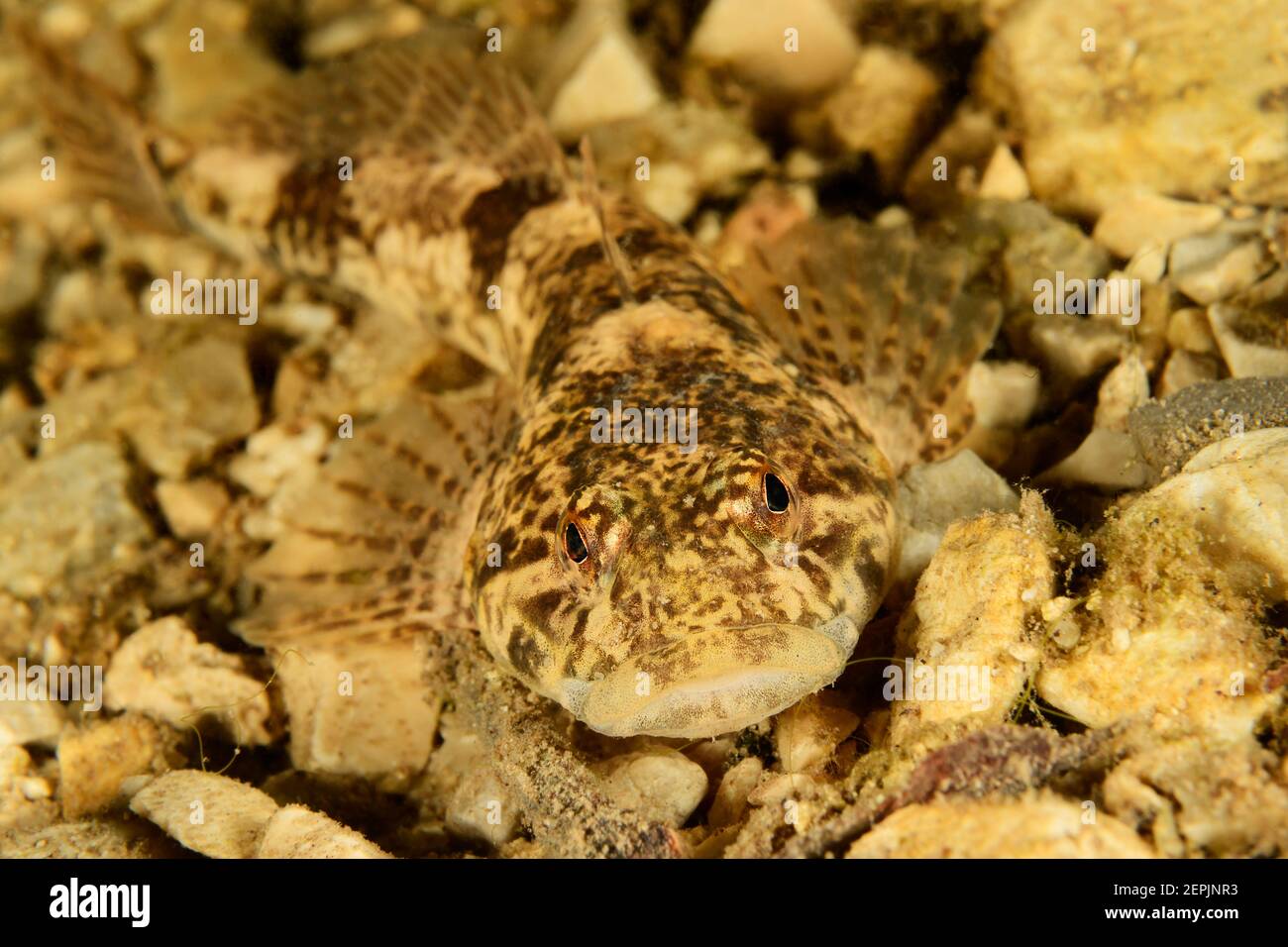 European bullhead hi-res stock photography and images - Alamy