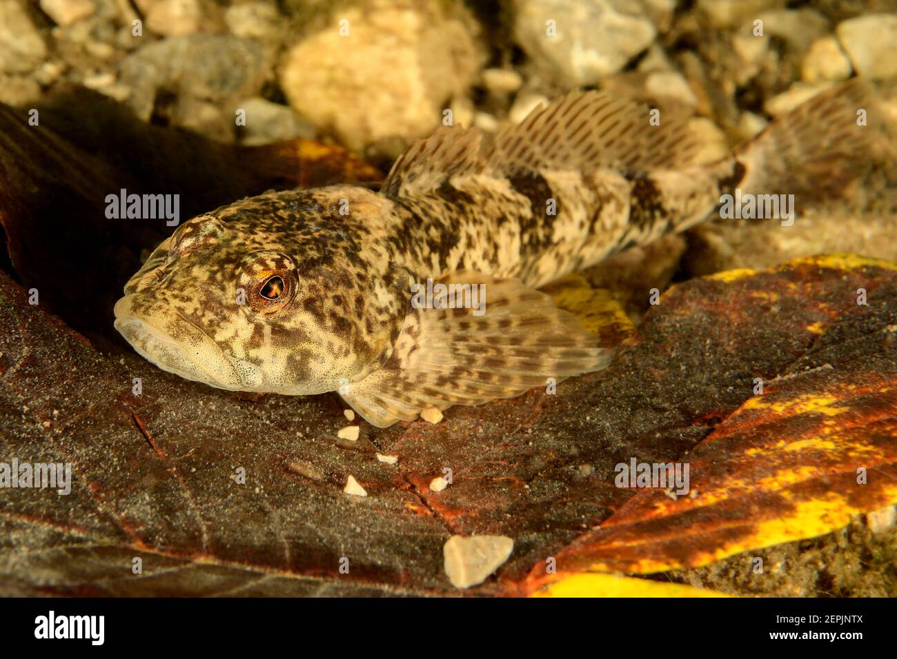 Freshwater sculpin hi-res stock photography and images - Alamy