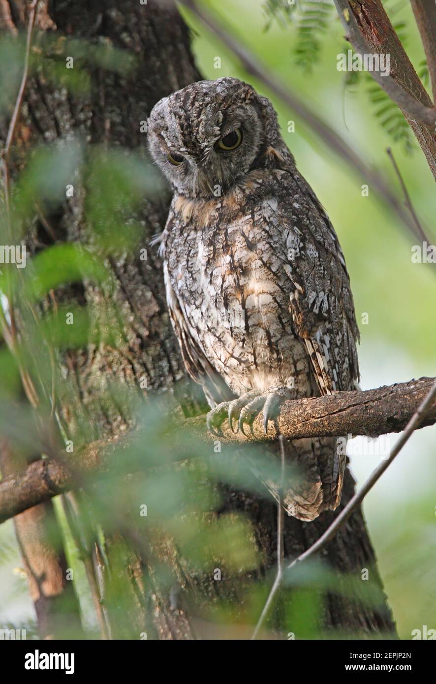 African Scops-owl (Otus senegalensis senegalensis) adult perched in ...