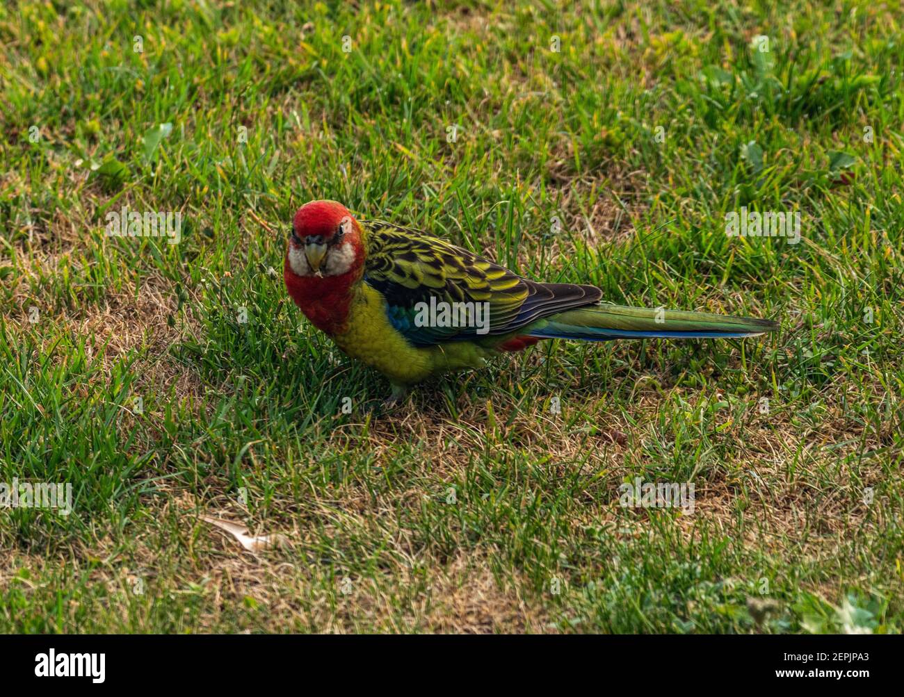 Eastern Rosella High Resolution Stock Photography and Images - Alamy