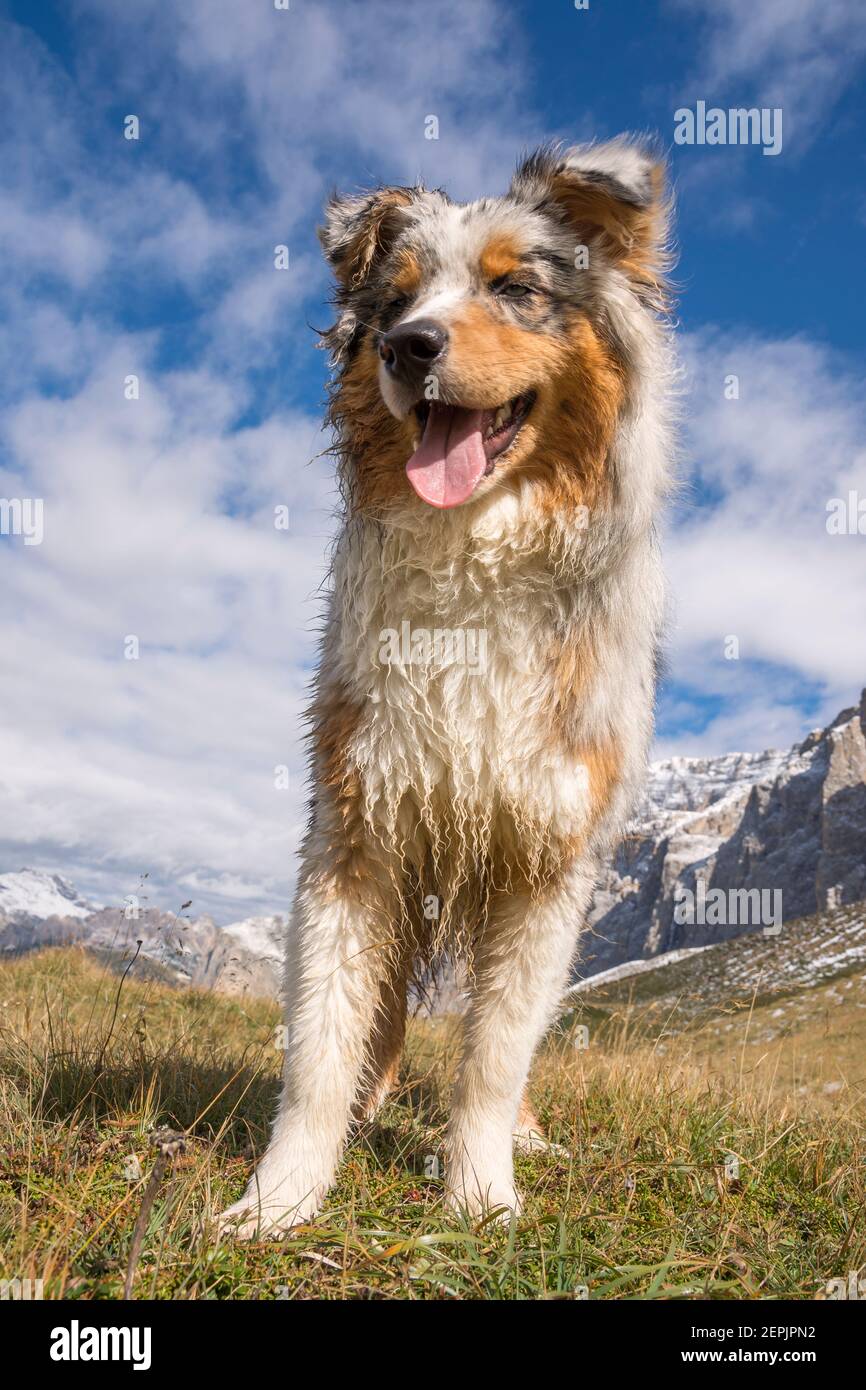 blue merle Australian shepherd dog runs on the meadow of Sella pass in ...