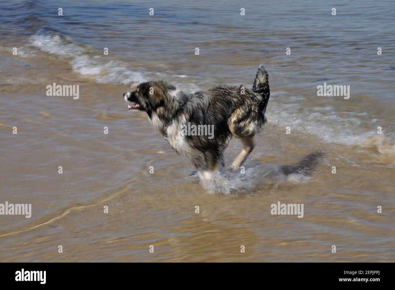 Dog on the beach in Brittany Stock Photo - Alamy