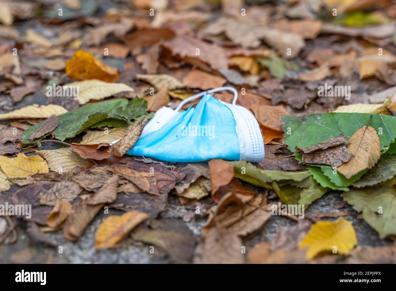 Used covid face mask lying between autumn leaves disposable plastic ...