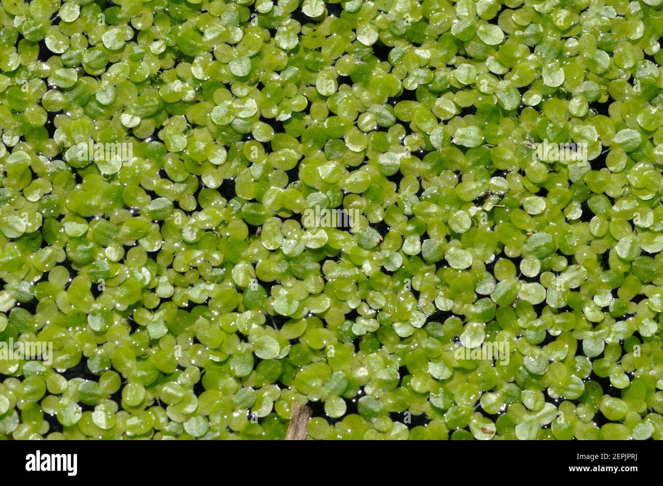 Duckweed floating pond algae hi-res stock photography and images - Alamy