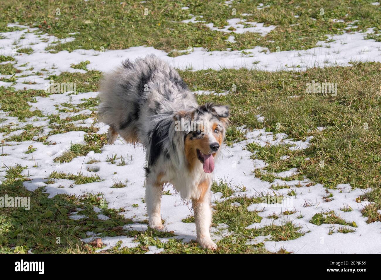 blue merle Australian shepherd dog runs on the meadow of Sella pass in ...