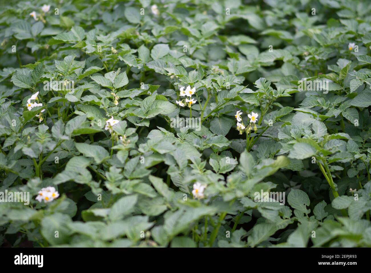 Bed of blooming potato plants. Patch of Solanum tuberosum plant in ...
