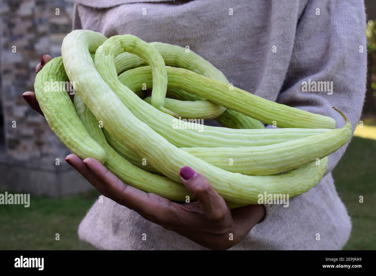 Female holding Asian vegetables Yard-long snake cucumbers heap, very ... Female holding Asian vegetables Yard-long snake cucumbers heap, very ...