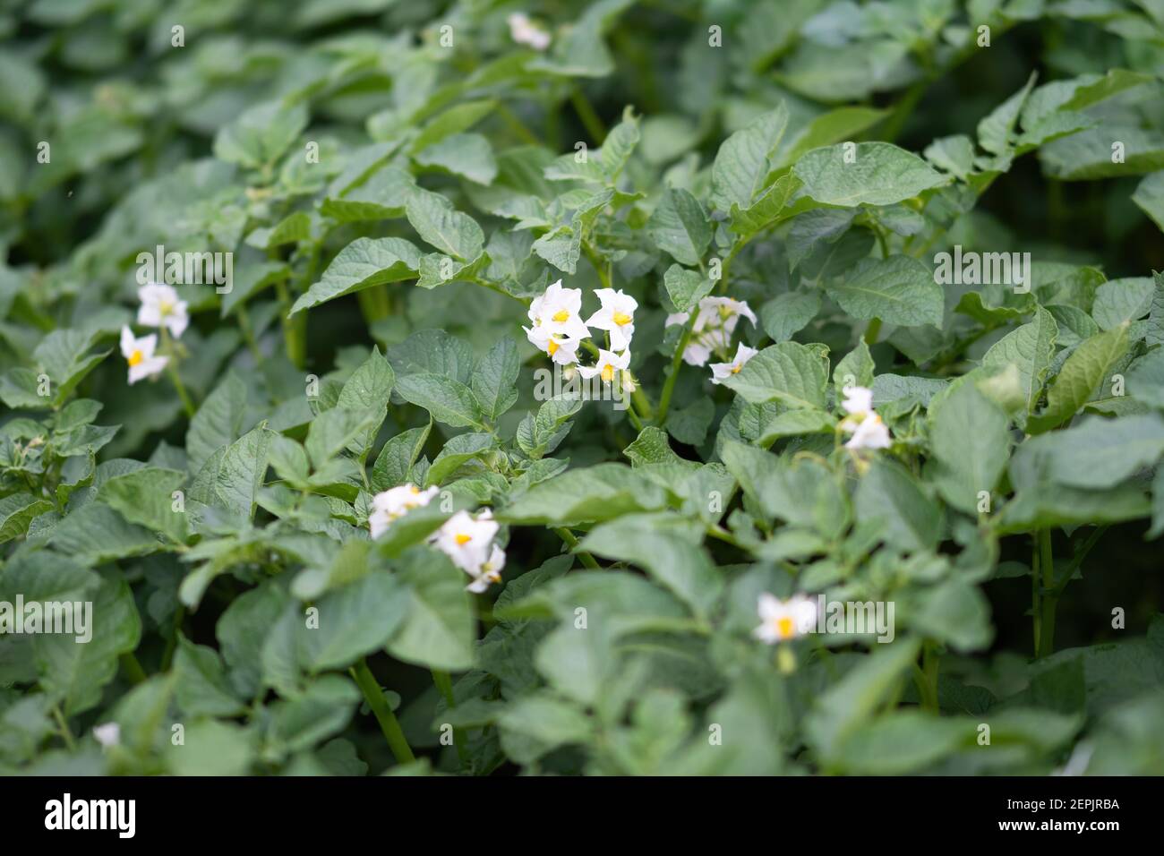 White flower of blooming potato plant. Beautiful white and yellow ...