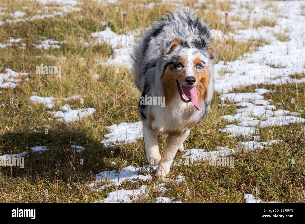 blue merle Australian shepherd dog runs on the meadow of Sella pass in ...