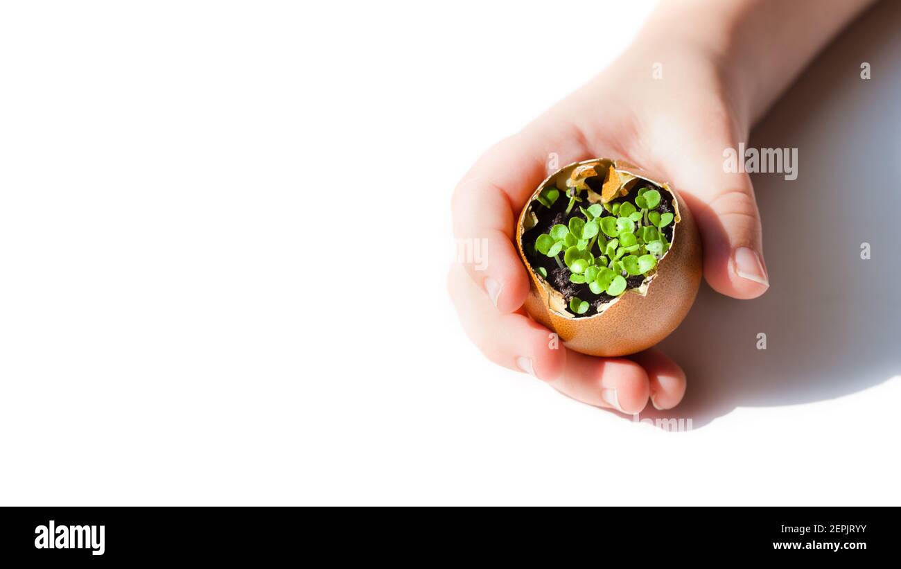 Green seedlings inside an egg shell in childs hands on white background ...