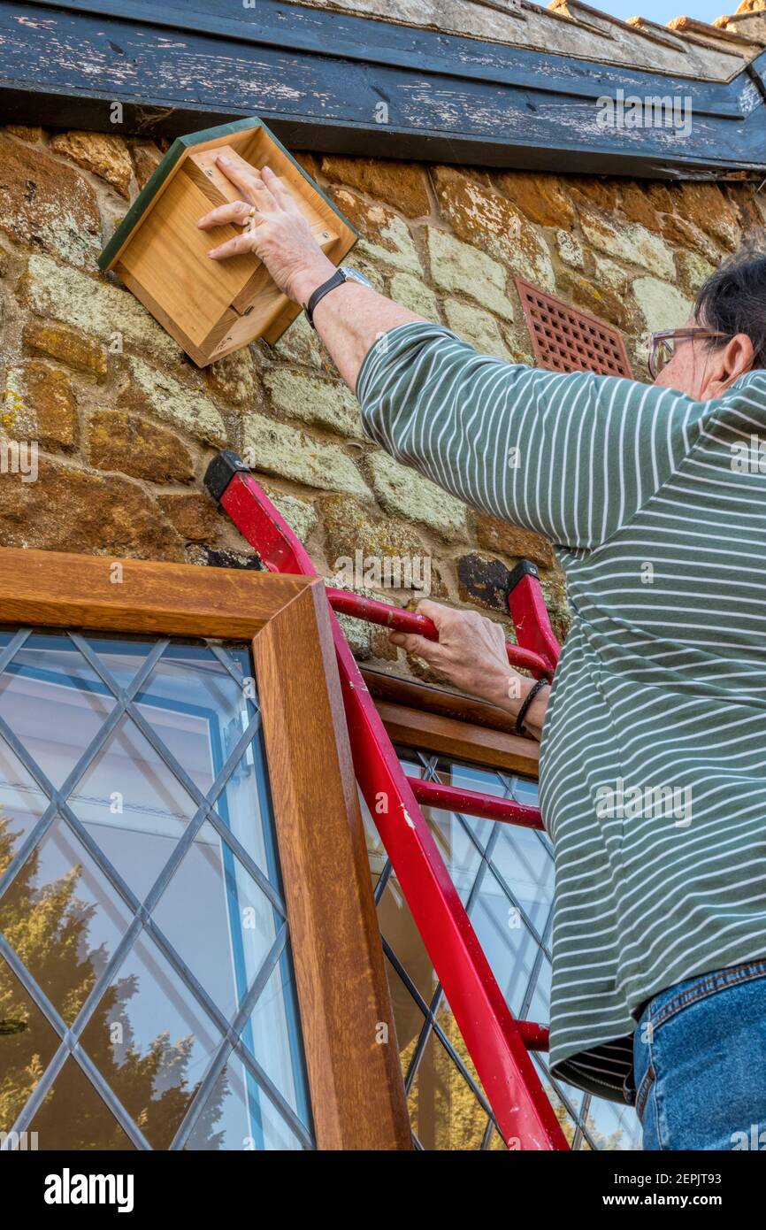 Woman fixing bird nesting box beneath eaves of cottage Stock Photo - Alamy