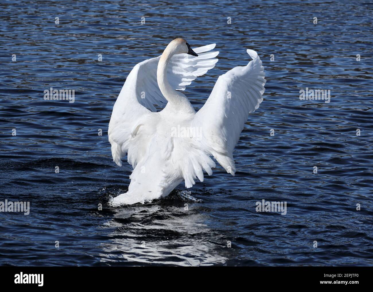 Seen from behind, a large white trumpeter swan flapping it's wings ...
