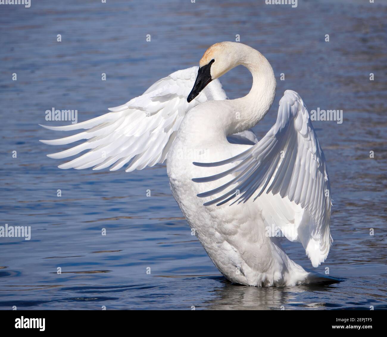 A large white trumpeter swan standing in shallow water stretches it's ...
