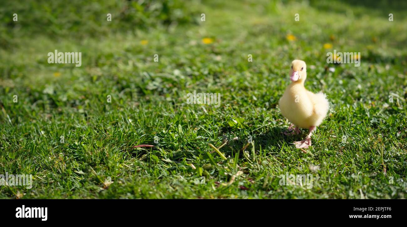Cute small fluffy duckling outdoor. Yellow baby duck bird on spring ...