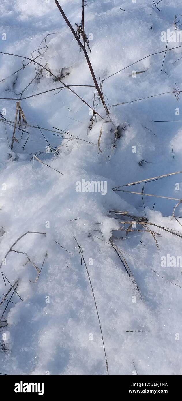 Dry grass breaking through the snow Stock Photo - Alamy