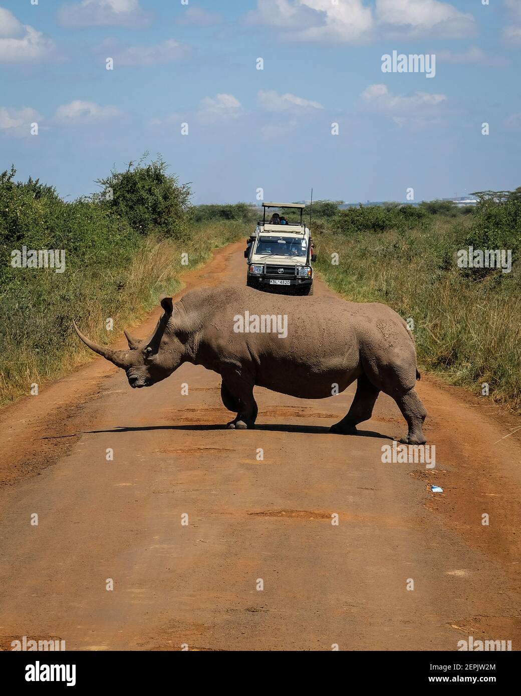 Rhino crossing a dirt road Stock Photo - Alamy