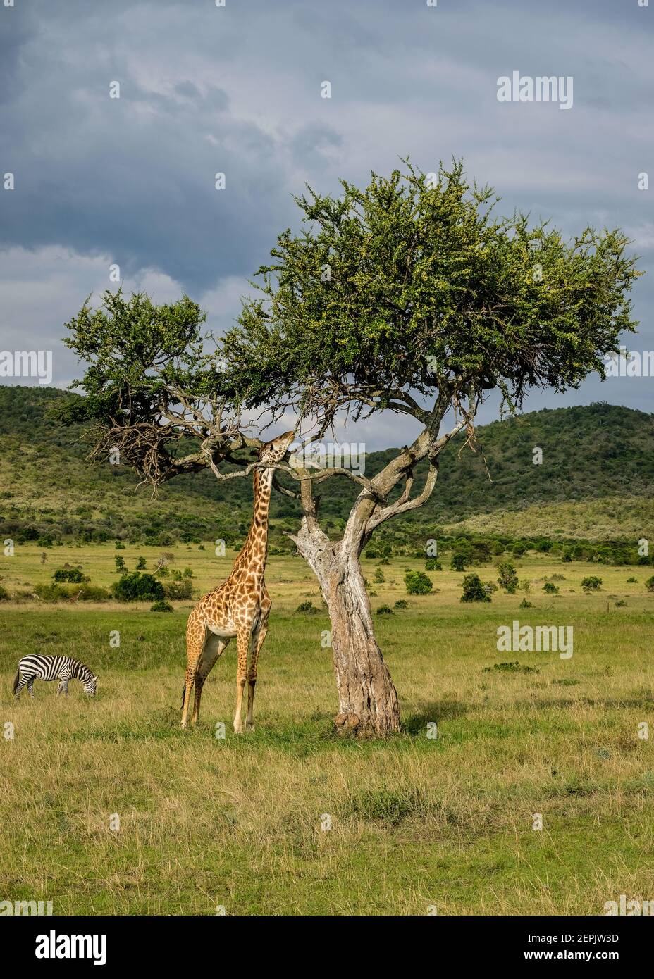 Giraffe reaching for leaves, Maasai Mara Stock Photo - Alamy