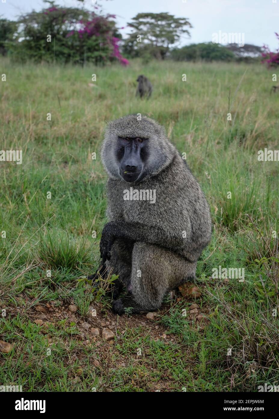 Baboon staring at us Stock Photo - Alamy