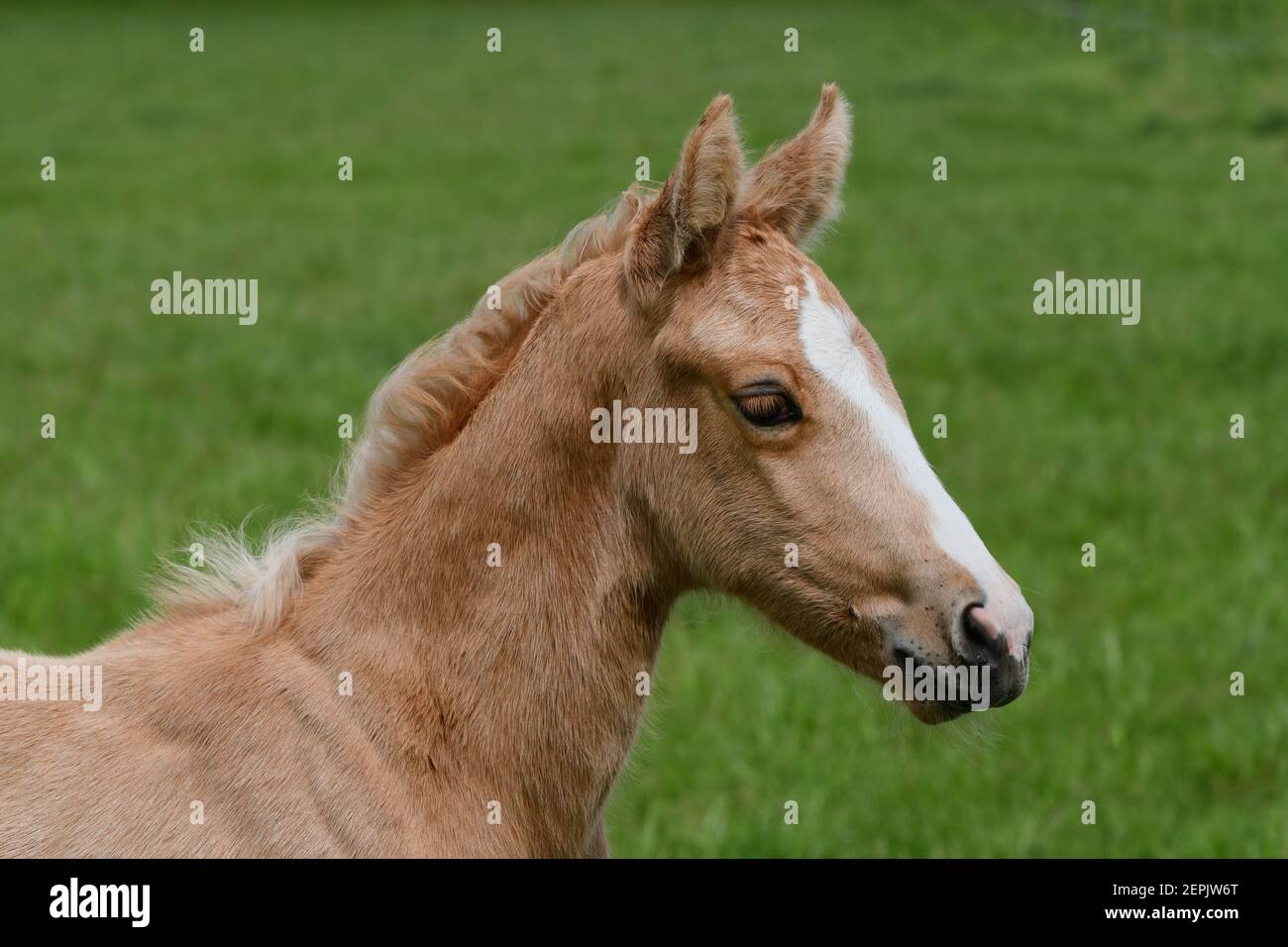 Portrait of a cute young palomino warmblood filly standing in a green ...