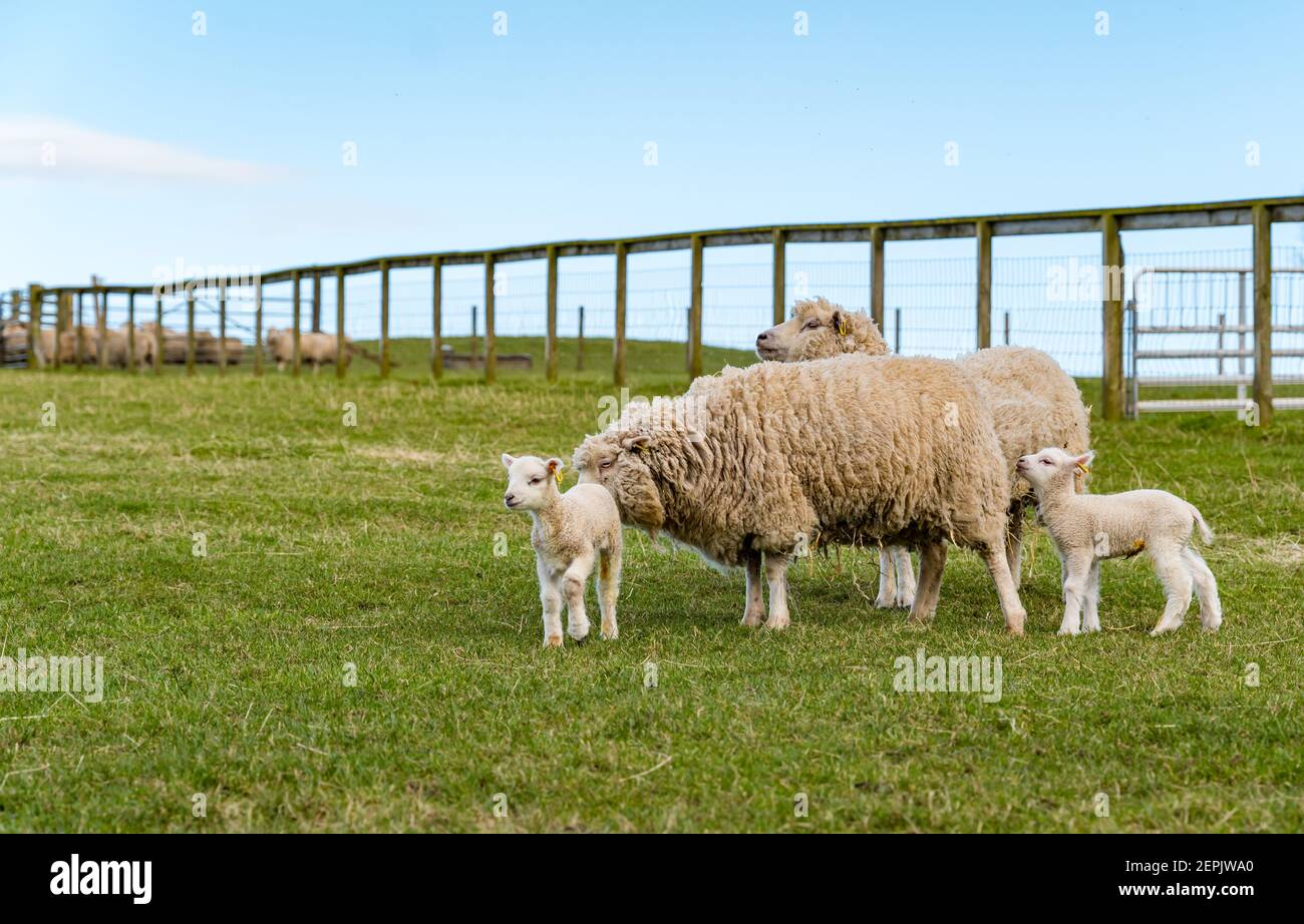 Newborn Shetland sheep lambs first time in field on Spring day with ...