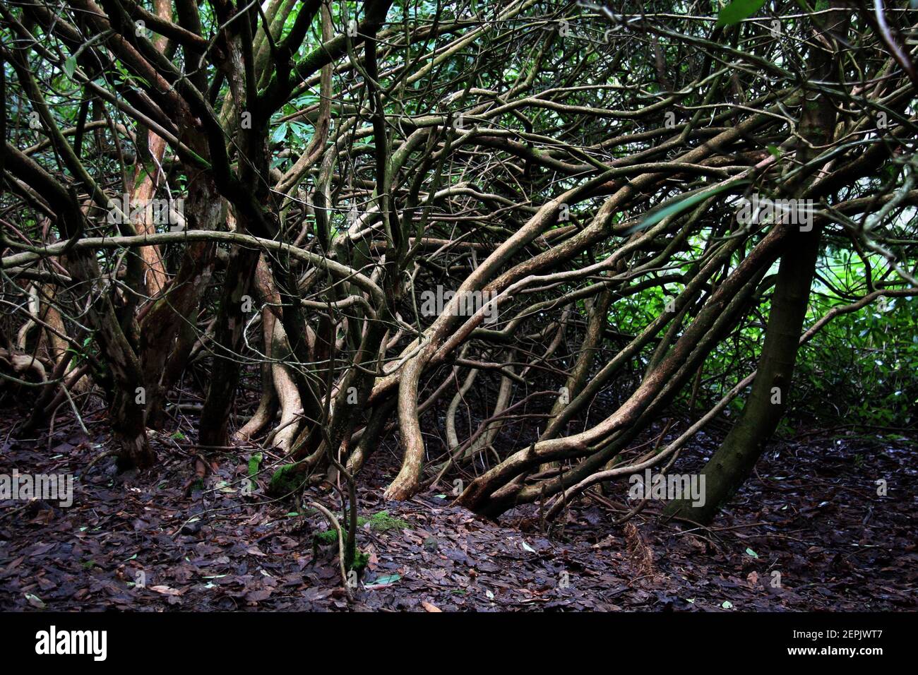 Moss covered trees in the low highlands of Scotland Stock Photo - Alamy