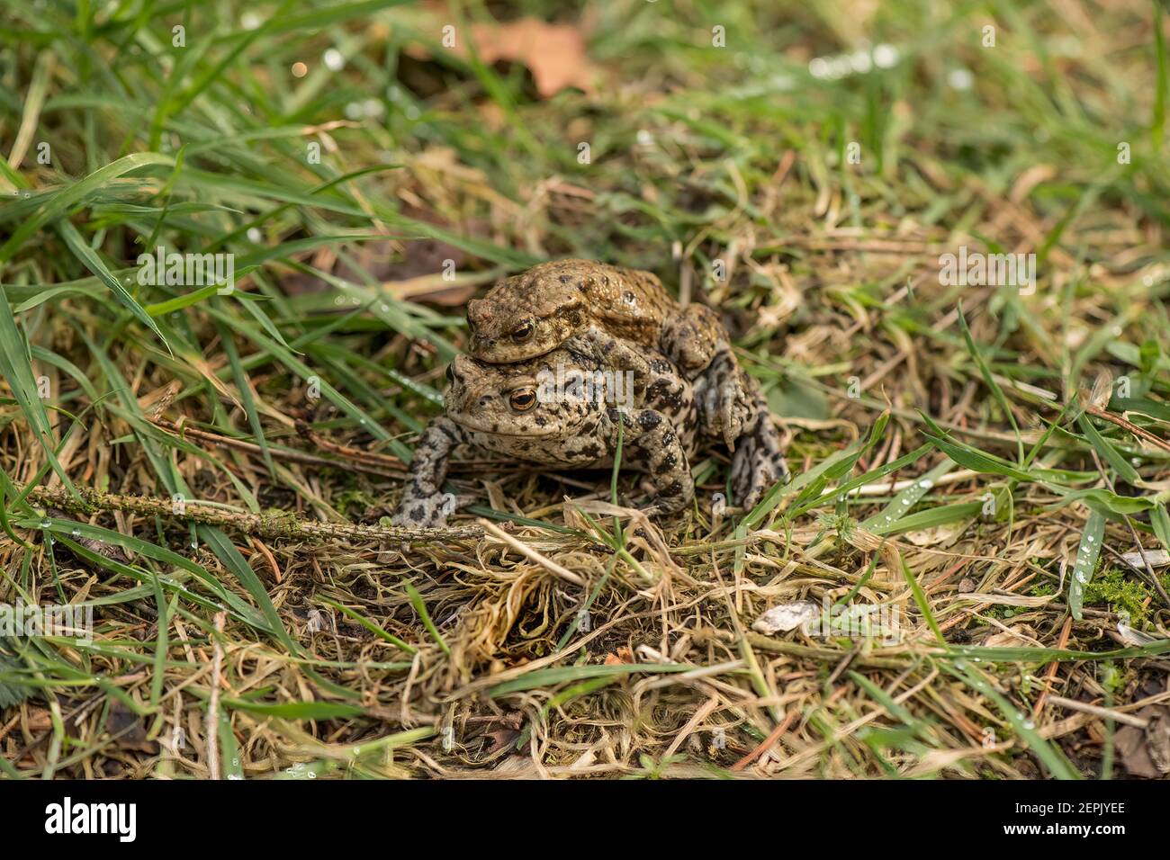 Toads mating in water hi-res stock photography and images - Alamy