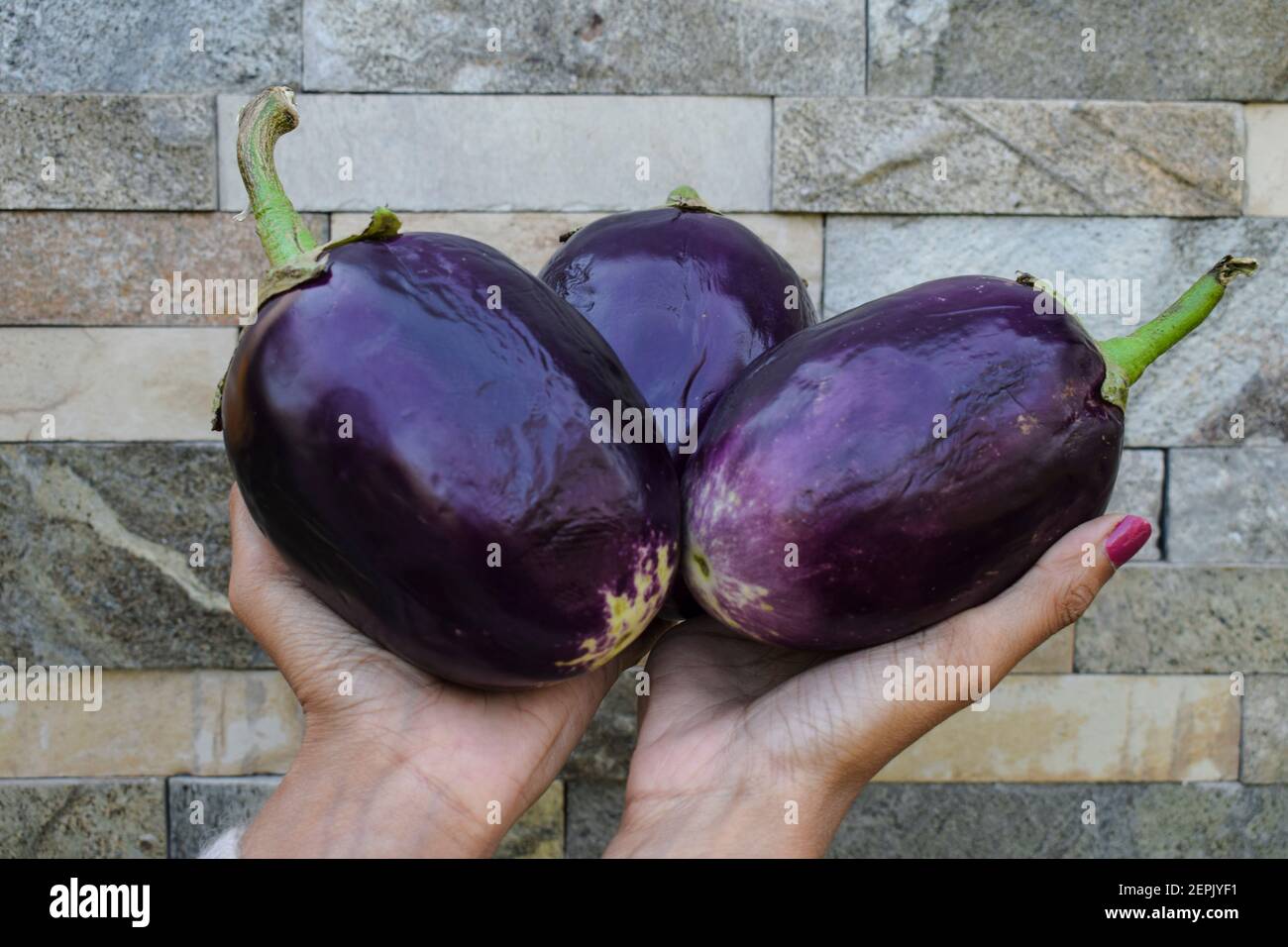 Female holding a Big large violet brinjal or eggplant asian vegetable ...