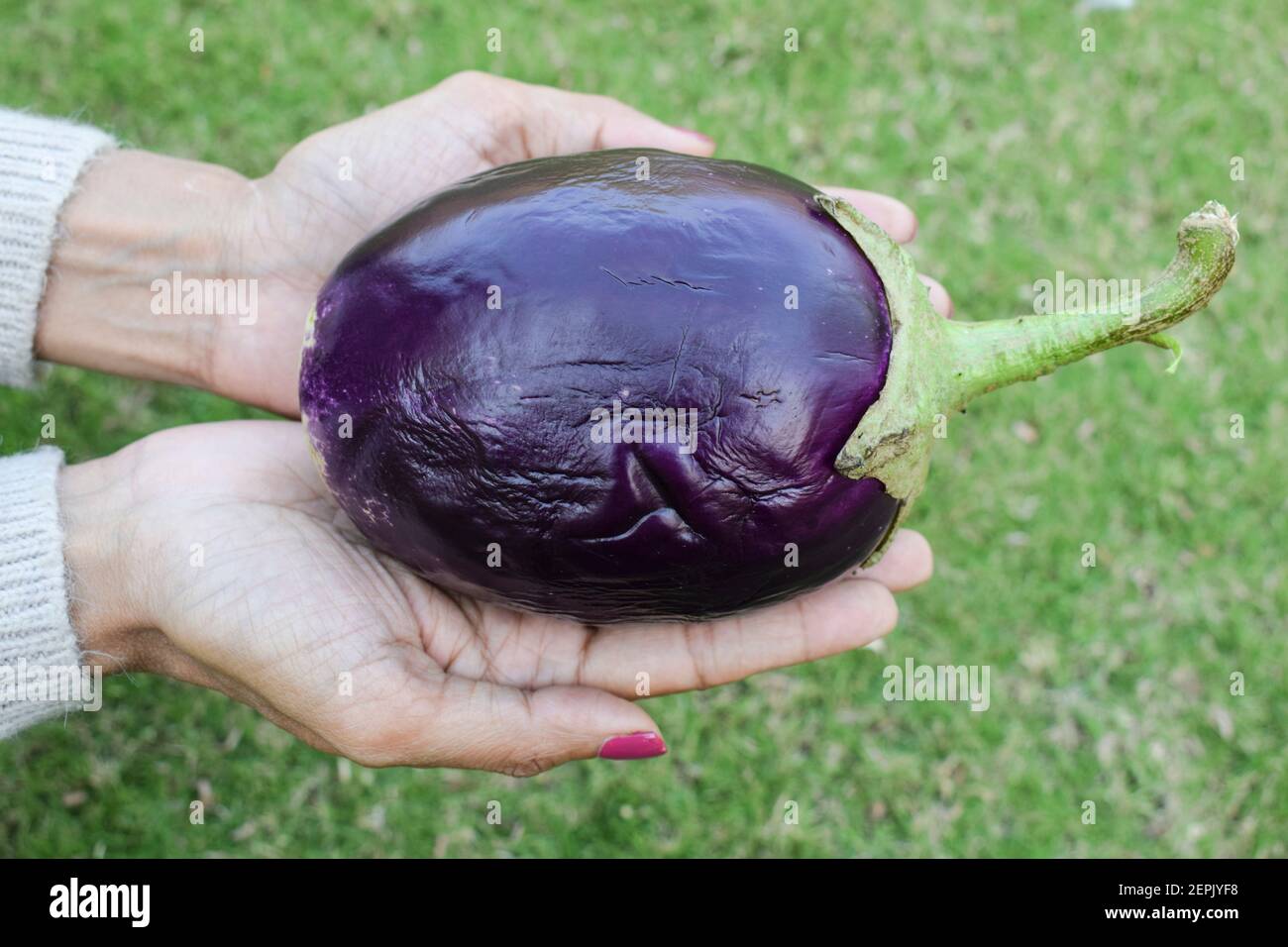 Female holding a Big large violet brinjal or eggplant asian vegetable ...