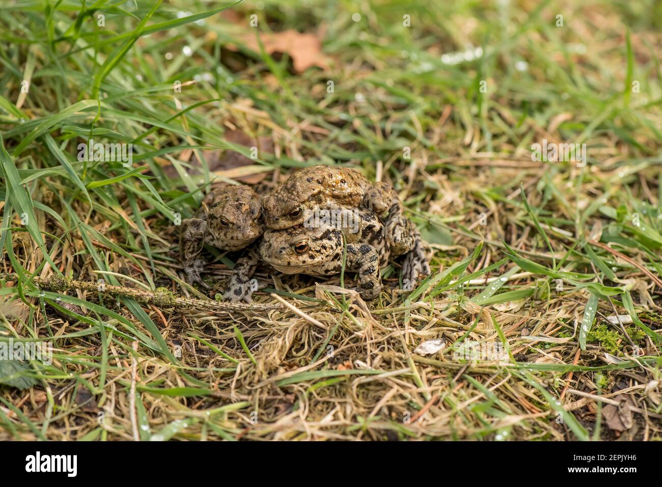 Toads mating in water hi-res stock photography and images - Alamy