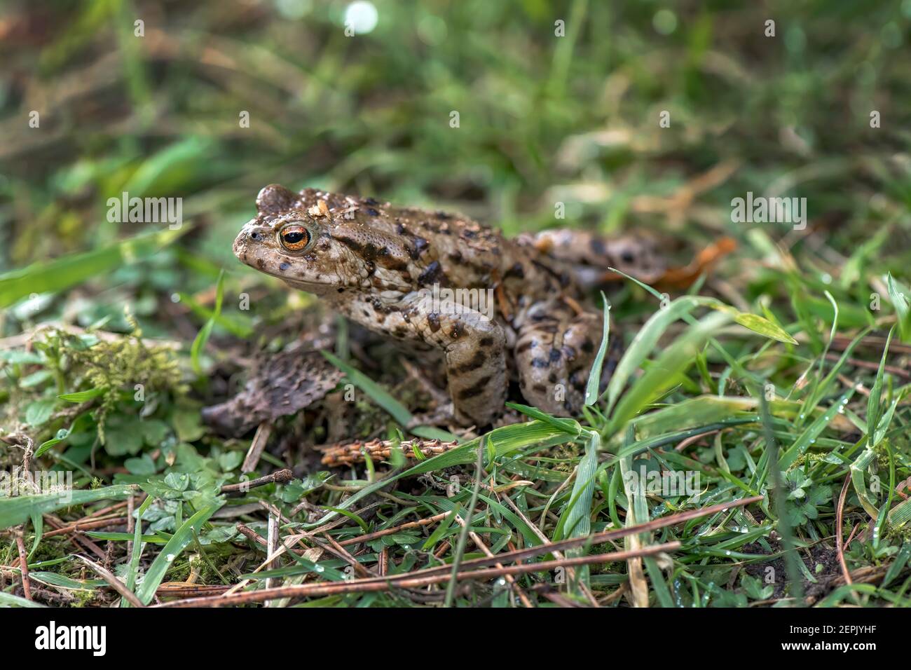 Toads mating in water hi-res stock photography and images - Alamy