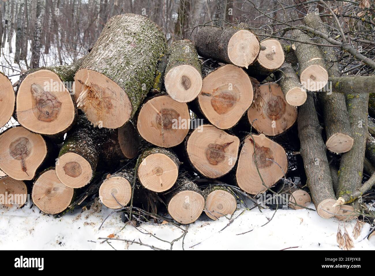 Log ends of sawed tree logs stacked in a pile in the forest on a winter ...