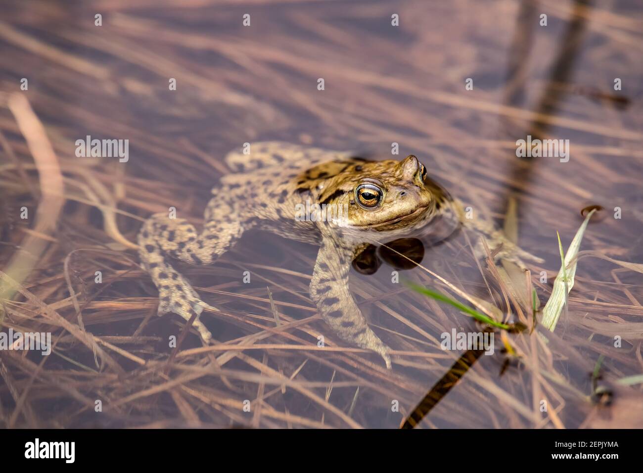 Toad in scotland hi-res stock photography and images - Alamy