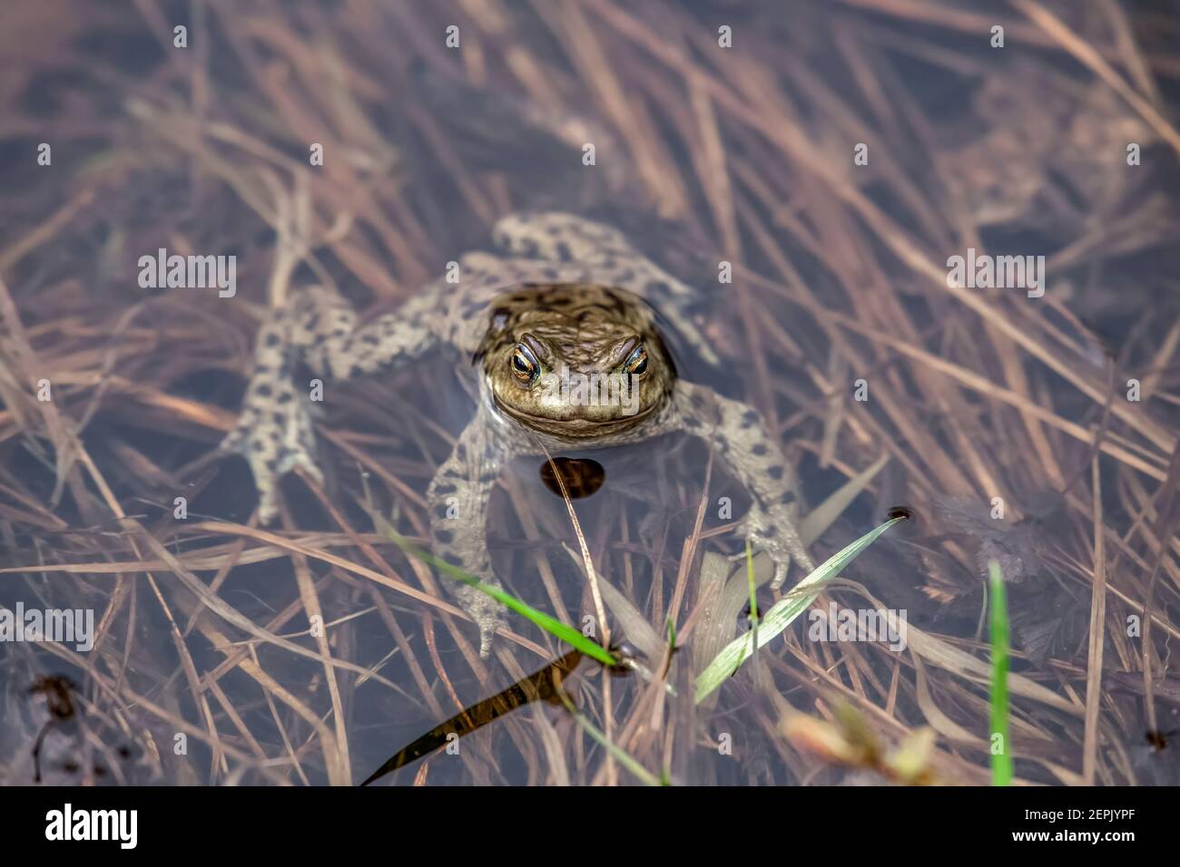 Toad in scotland hi-res stock photography and images - Alamy