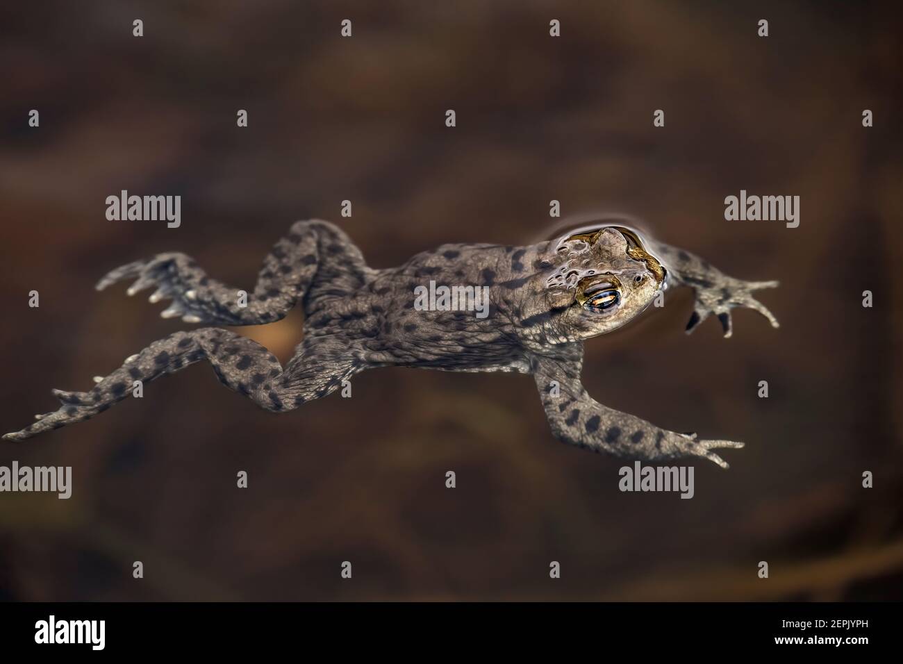 Toad in scotland hi-res stock photography and images - Alamy