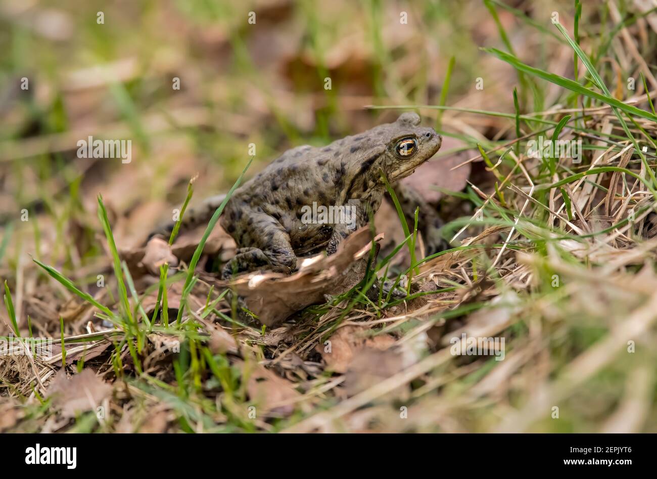 Toad up close hi-res stock photography and images - Alamy