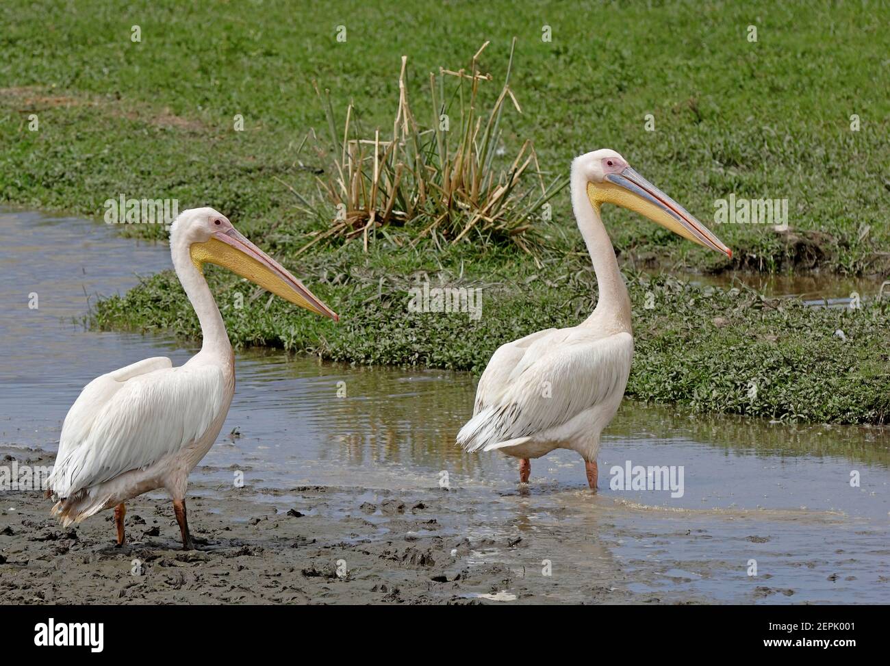 Great White Pelican (Pelecanus onocrotalus) two adults standing in ...