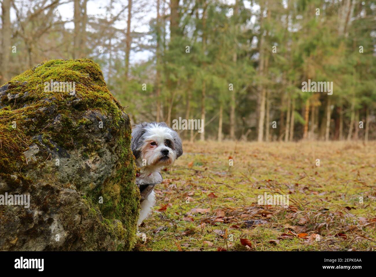 small dog hiding himself behind a rock Stock Photo - Alamy