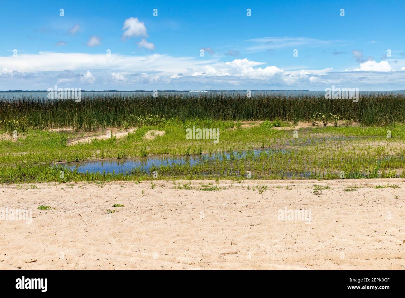 Vegetation and sand in Beach in Lagoa do Patos lake, Tapes, Rio Grande do Sul, Brazil Stock ...