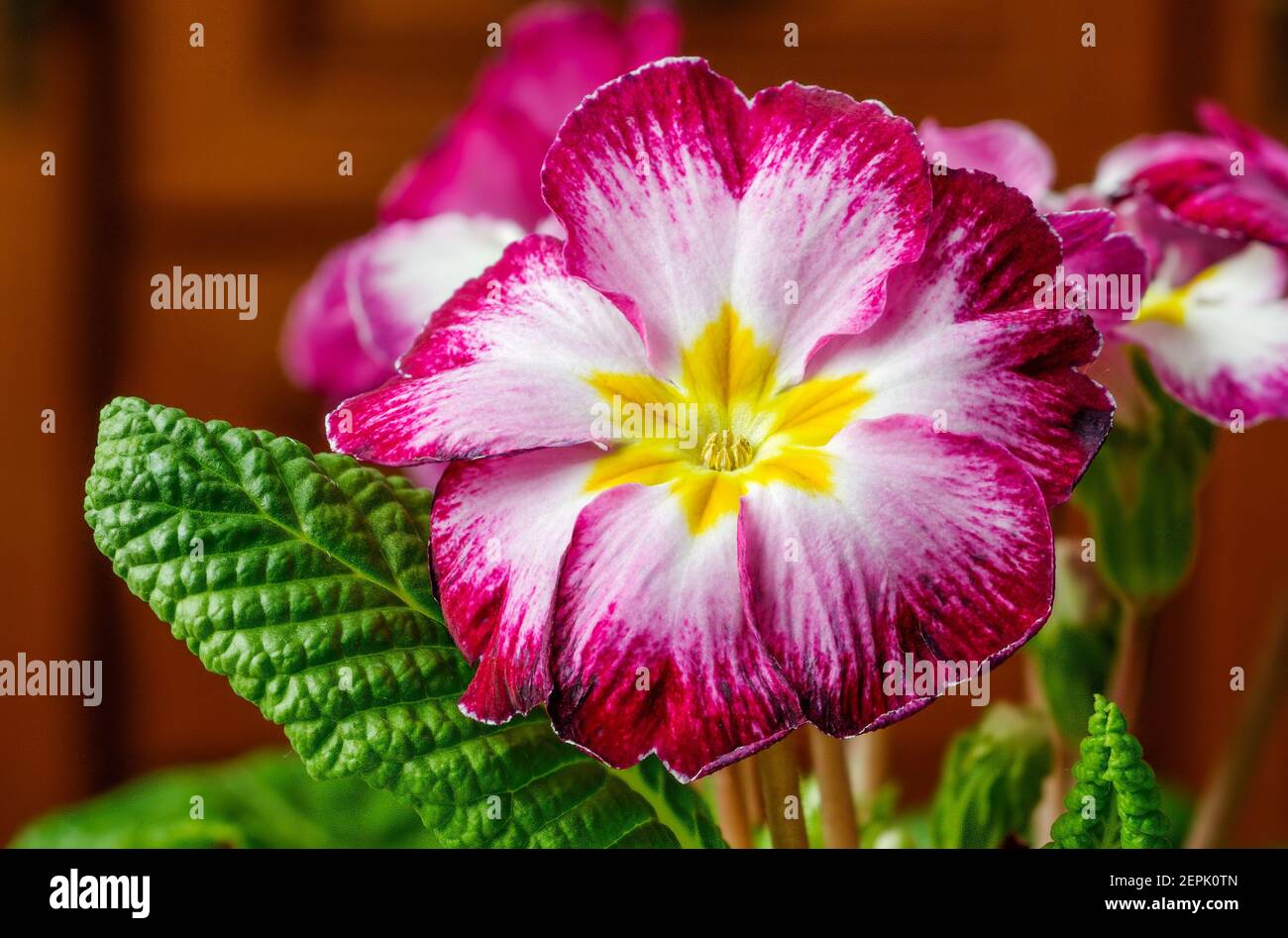 Polyanthus or Primrose, colourful flowers in full bloom, photographed ...